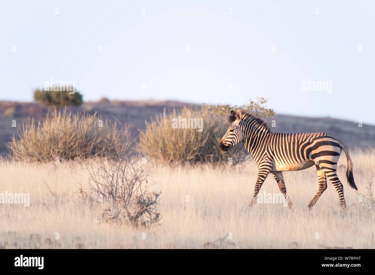 Hartmann's Mountain Zebra (Equus hartmannae) Damaraland, Namibia Stock ...