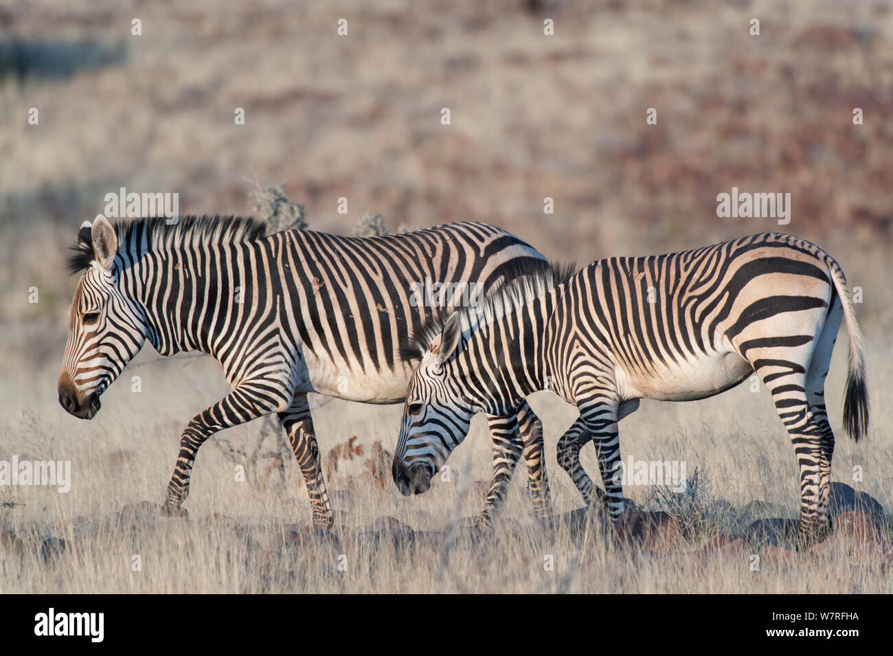Hartmann's Mountain Zebras (Equus hartmannae) Damaraland, Namibia Stock ...