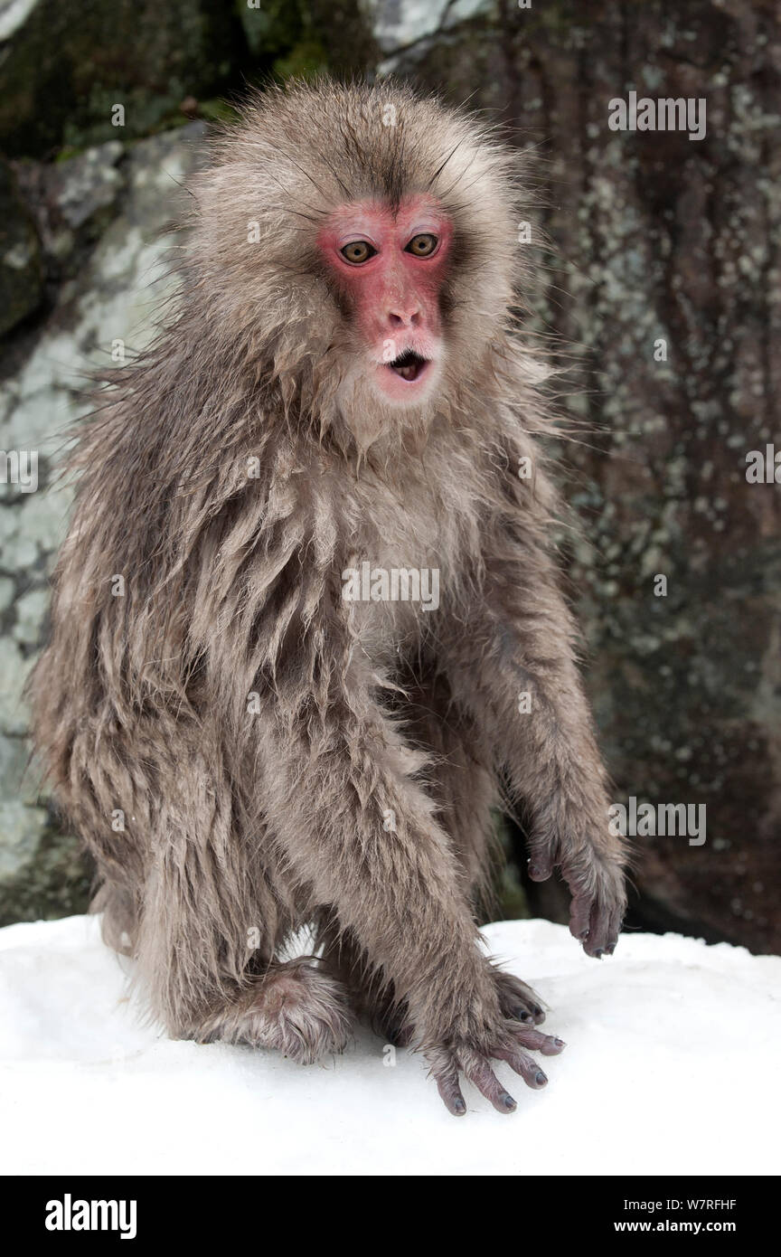 Japanese Macaque (Macaca fuscatata) juvenile with fur puffed up hooting ...