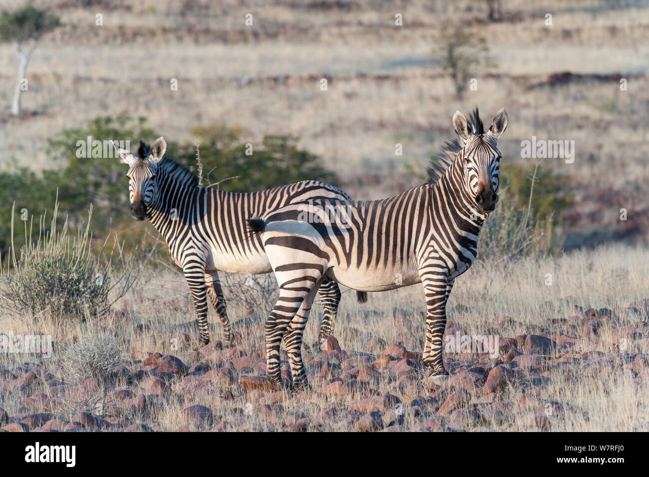 Hartmann's Mountain Zebra (Equus hartmannae) Damaraland, Namibia Stock Photo - Alamy