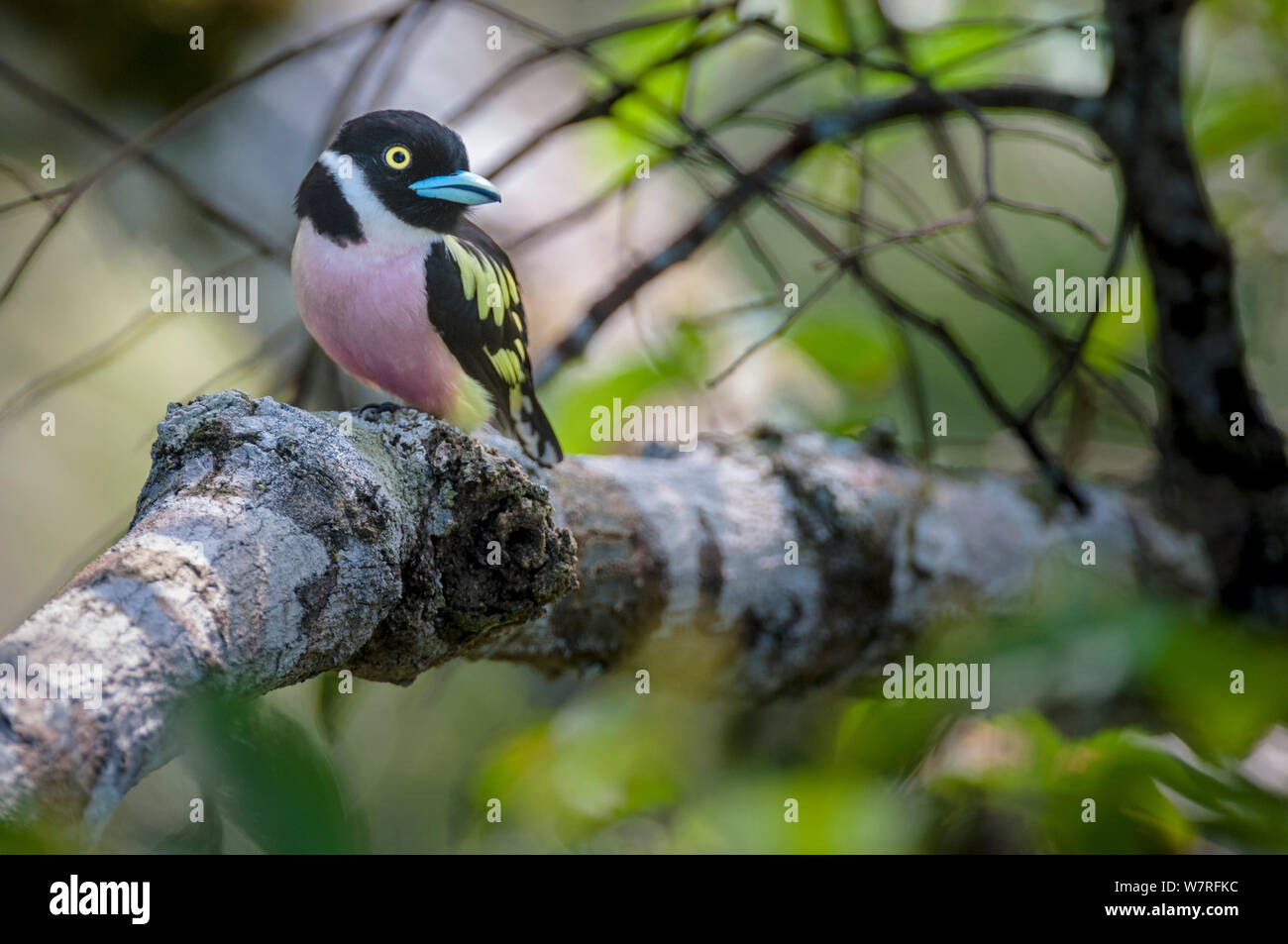 Black and Yellow Broadbill (Eurylaimus ochromalus) perched in ...