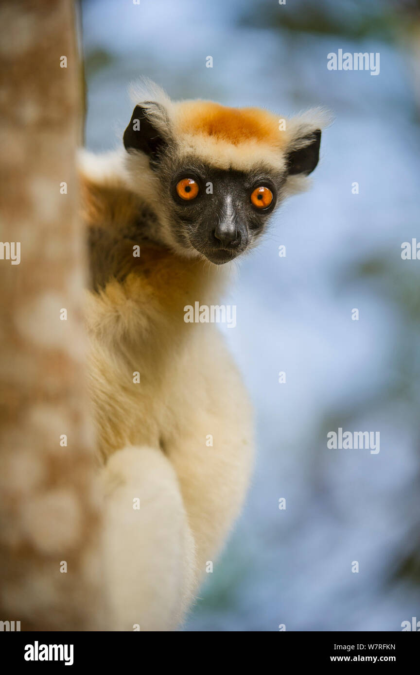 Golden-crowned Sifaka or Tattersall's Sifaka (Propithecus tattersalli ...