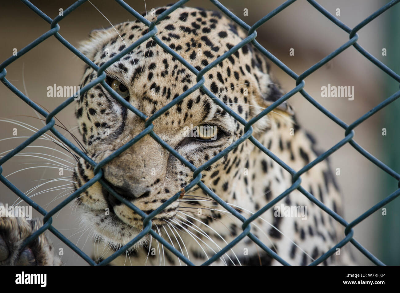 Male Arabian Leopard (Panthera pardus nimr) at the Arabian Wildlife ...