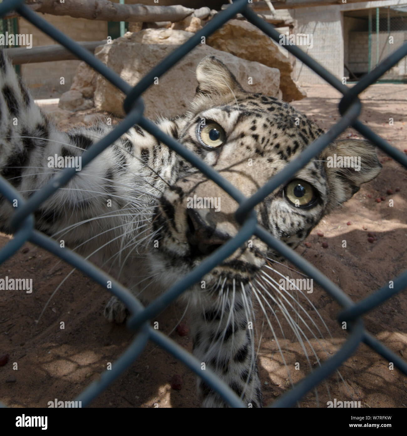 Male Arabian Leopard (Panthera pardus nimr) at the Arabian Wildlife ...