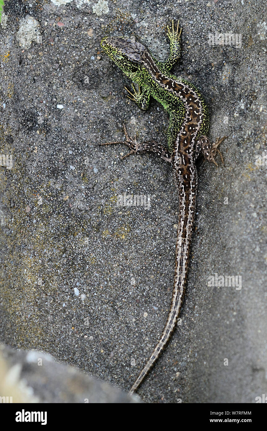 Sand Lizard (Lacerta agilis) male in breeding colours, Dorset, UK, May ...
