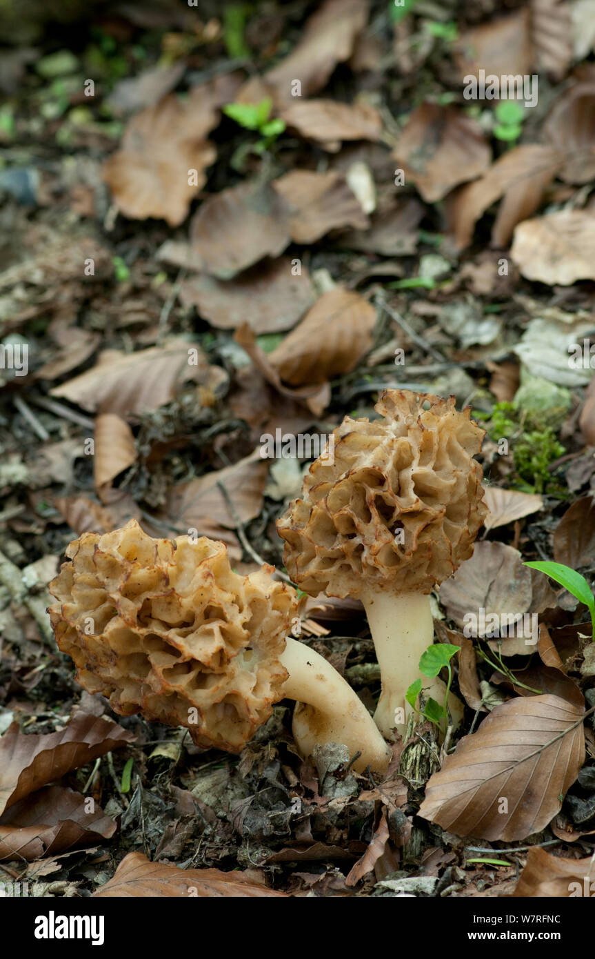 Morchella esculenta hi-res stock photography and images - Alamy