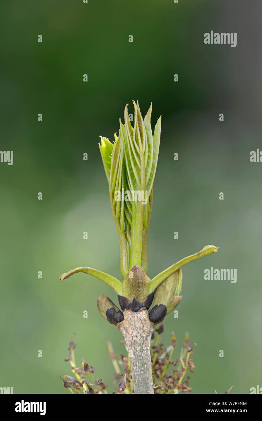 Fraxinus Excelsior Ash Tree Buds High Resolution Stock Photography and ...