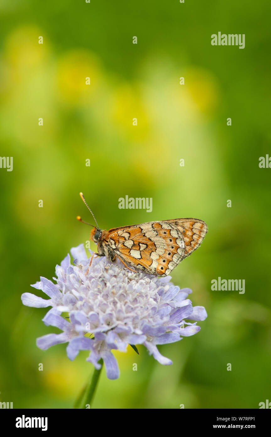 Marsh Fritillary butterfly (Euphydryas aurinia) feeding on nectar from ...
