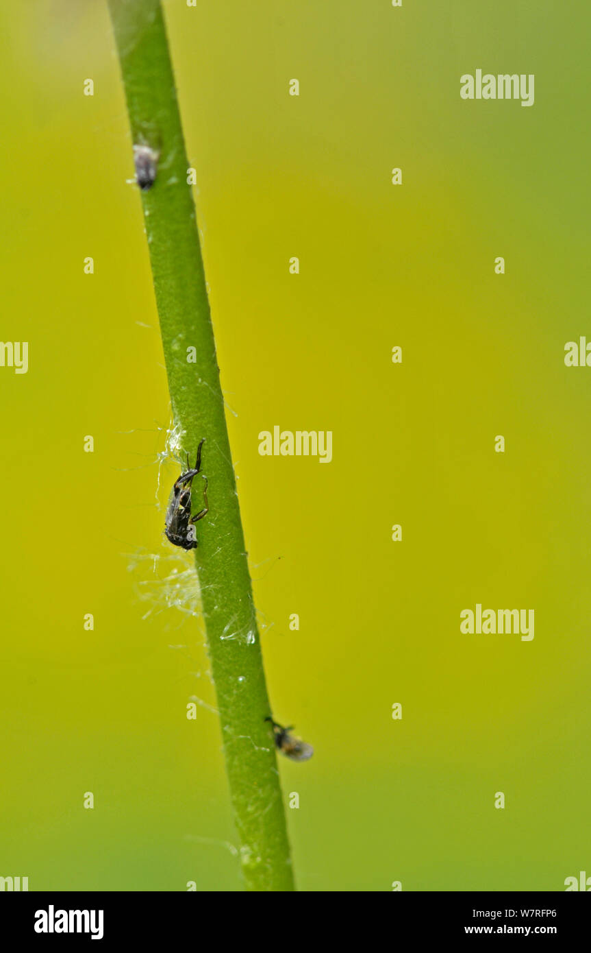 Nottingham Catchfly (Silene nutans) with insect fragments caught on the ...