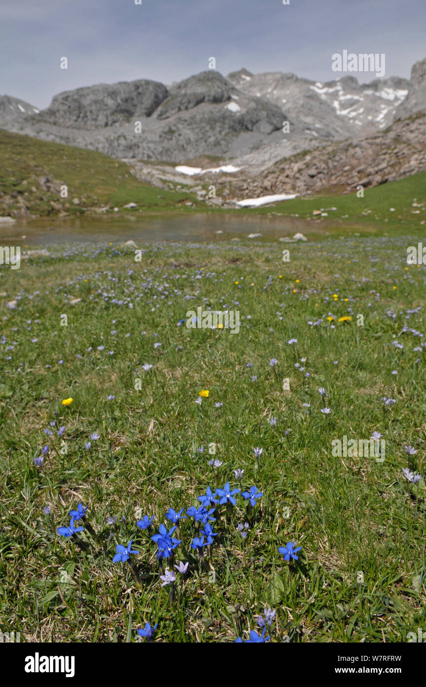 Spring Gentian (Gentiana verna) in flower in valley with snow and melt ...