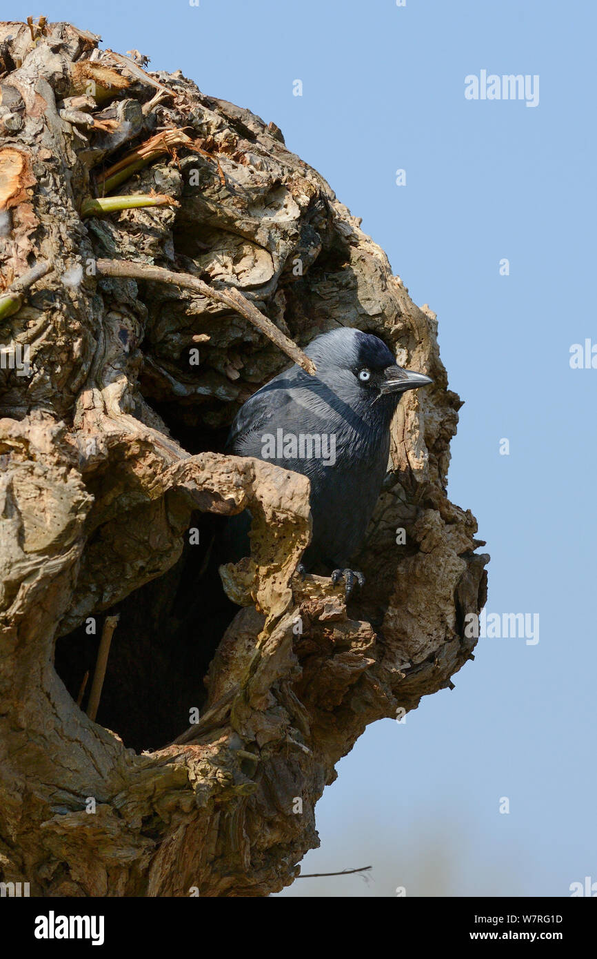 Corvus monedula and nest hole uk hi-res stock photography and images ...