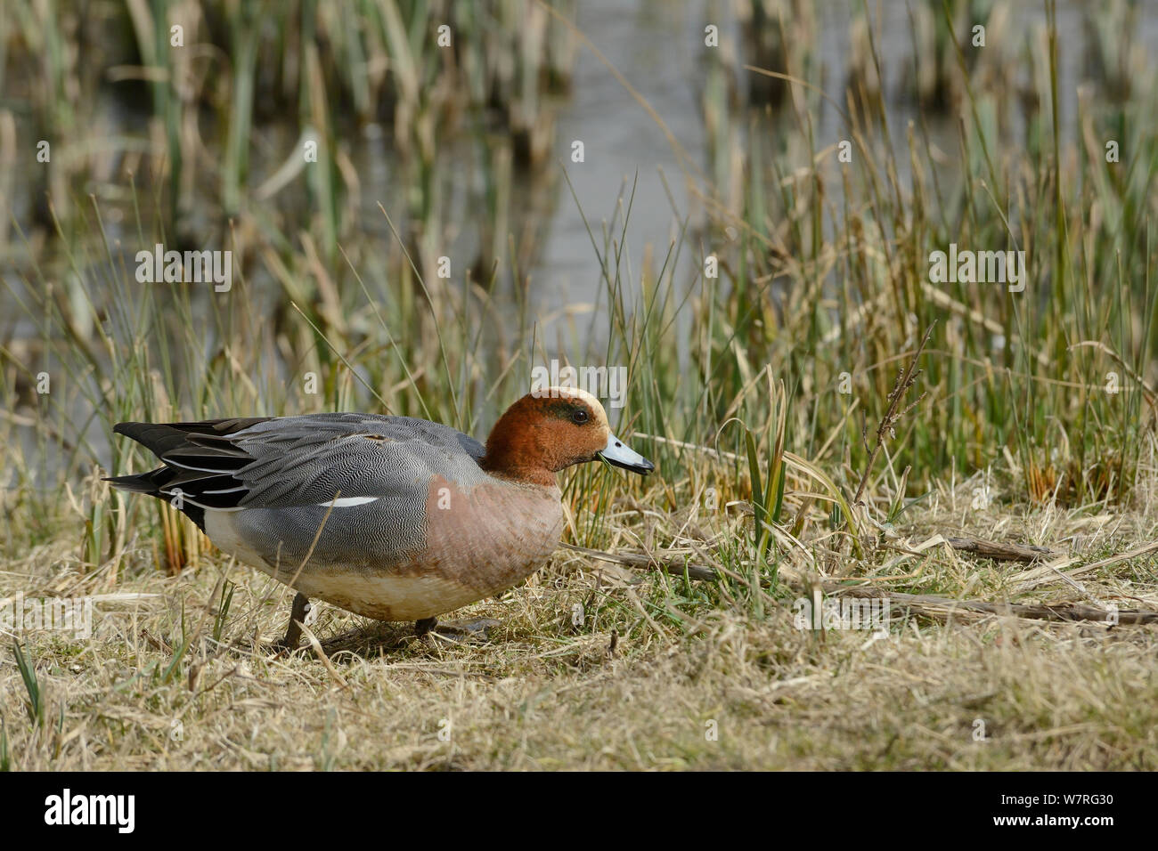 Wigeon (Anas penelope) drake walking on grass around margin of a ...