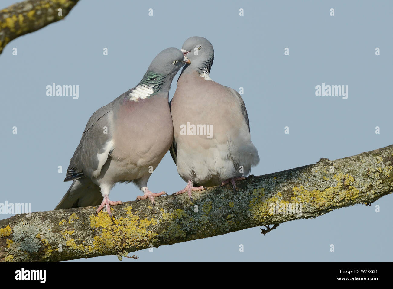 Wood pigeon pair (Columba palumbus) preening one another as they court ...