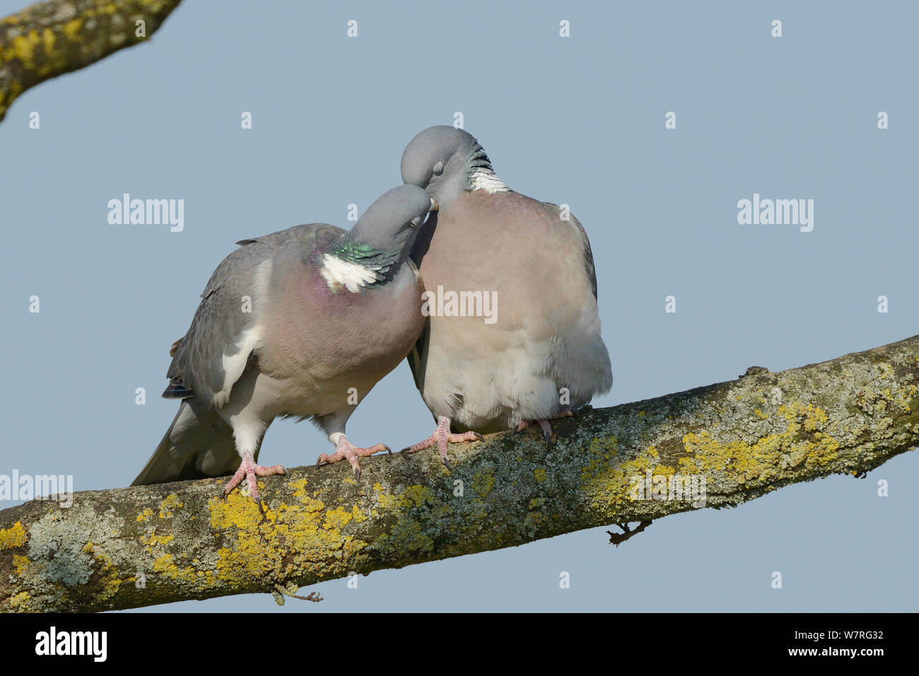 Wood pigeon male female hi-res stock photography and images - Alamy