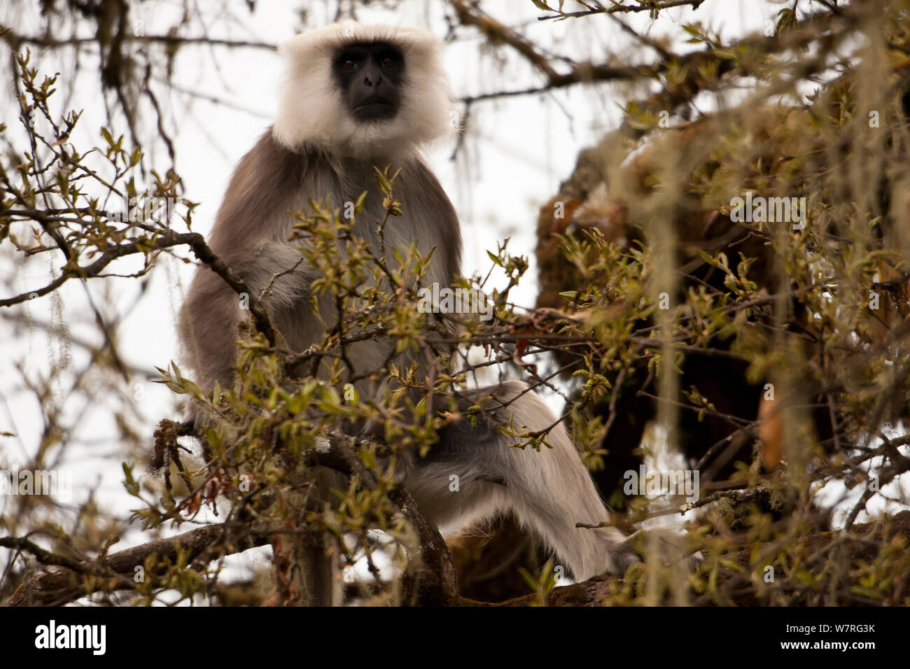 Nepal Gray Langur (Semnopithecus schistaceus) inb tree, Phobjikha ...