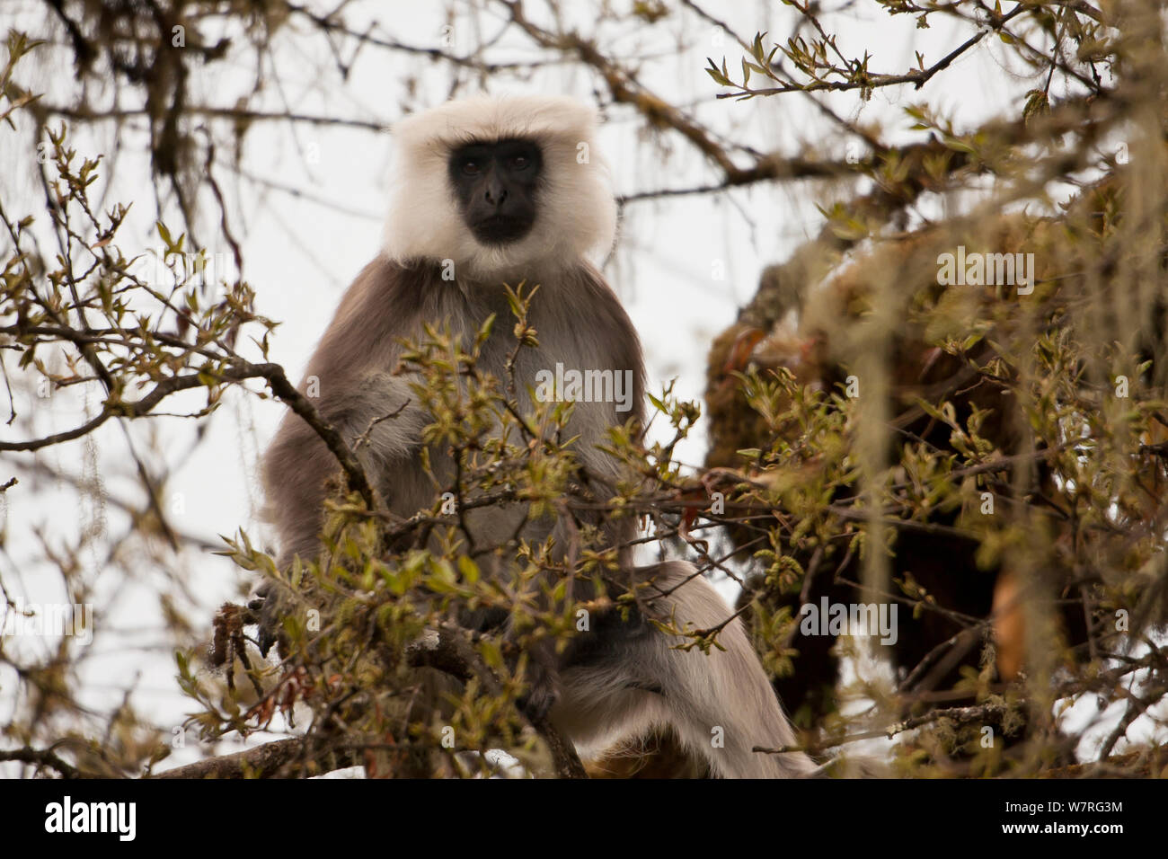 Nepal Gray Langur (Semnopithecus schistaceus) in tree, Phobjikha ...