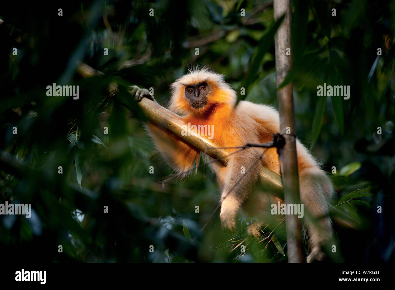 Golden Langur (Trachypithecus geei) in tree, Chakrashila, Assam, India ...