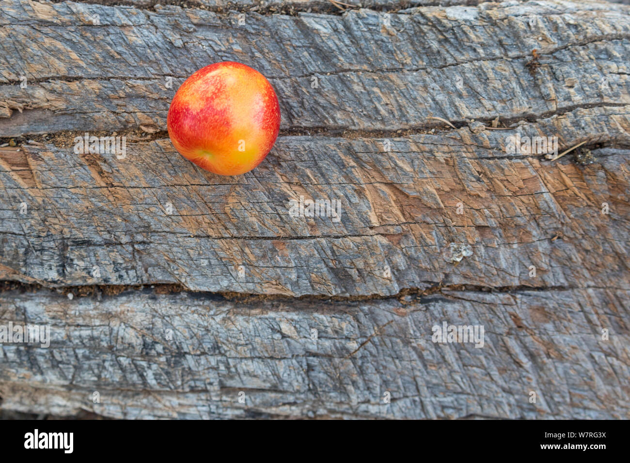 tree stump on a plum and very nice light Stock Photo - Alamy