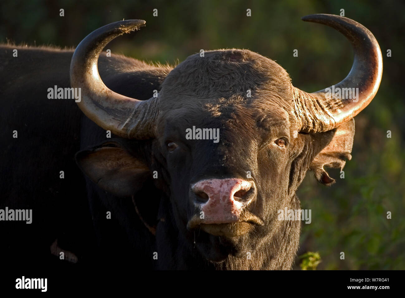 Bull Gaur {Bos gaurus} portrait, Biligiriranga Hills Tiger Reserve ...