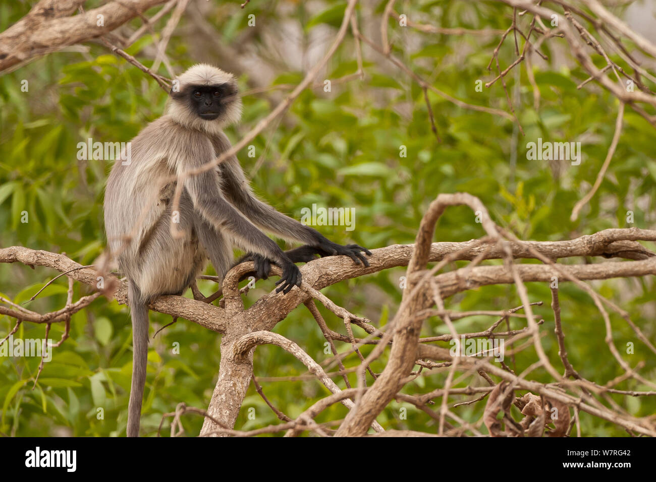 Black-footed Gray Langur (Semnopithecus hypoleucos) Dandeli, Karnataka ...