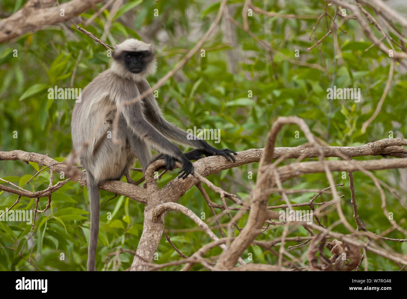 Black footed grey langur hi-res stock photography and images - Alamy