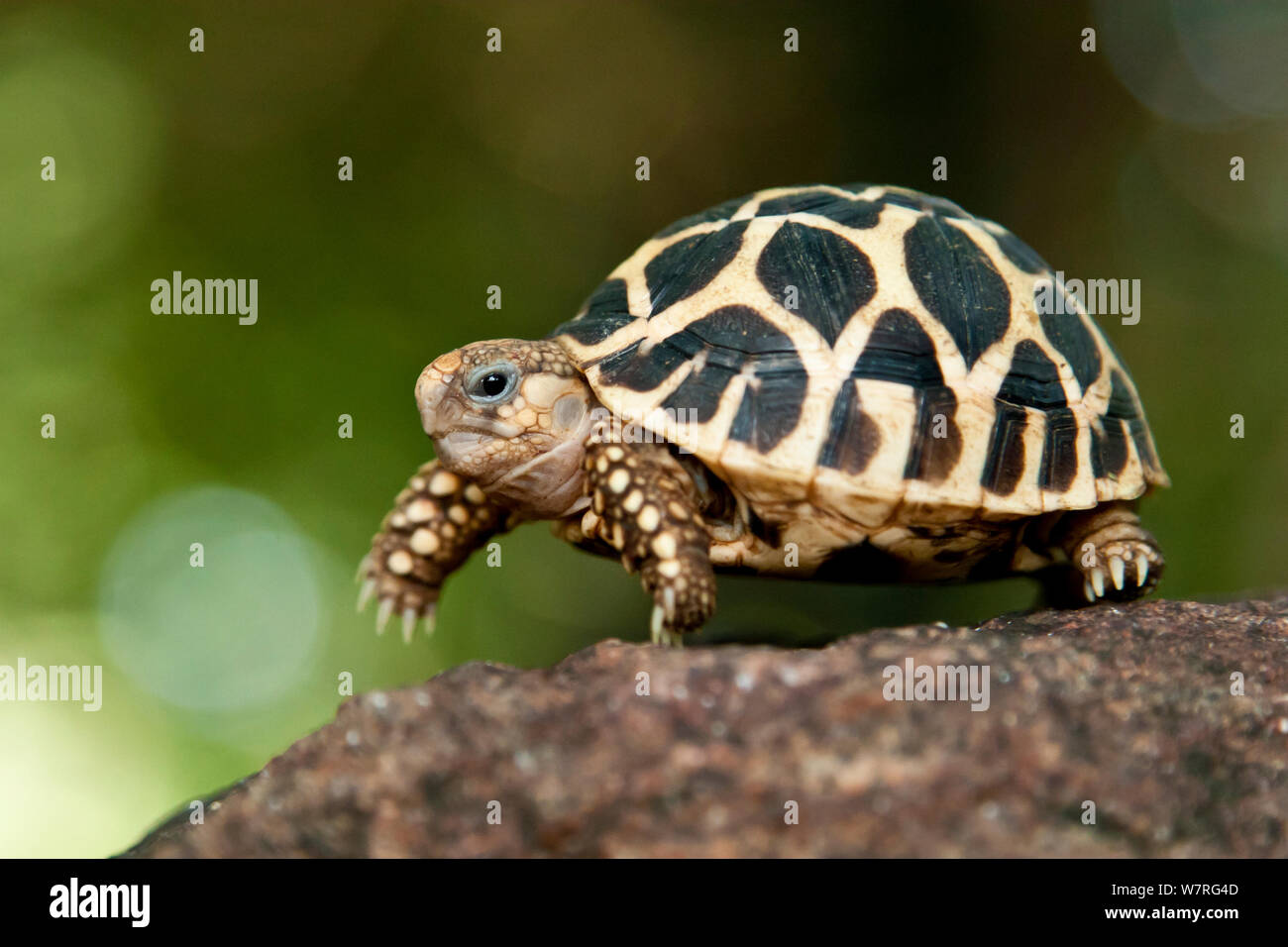 Indian star tortoise (Geochelone elegans) Tamil Nadu, India Stock Photo ...
