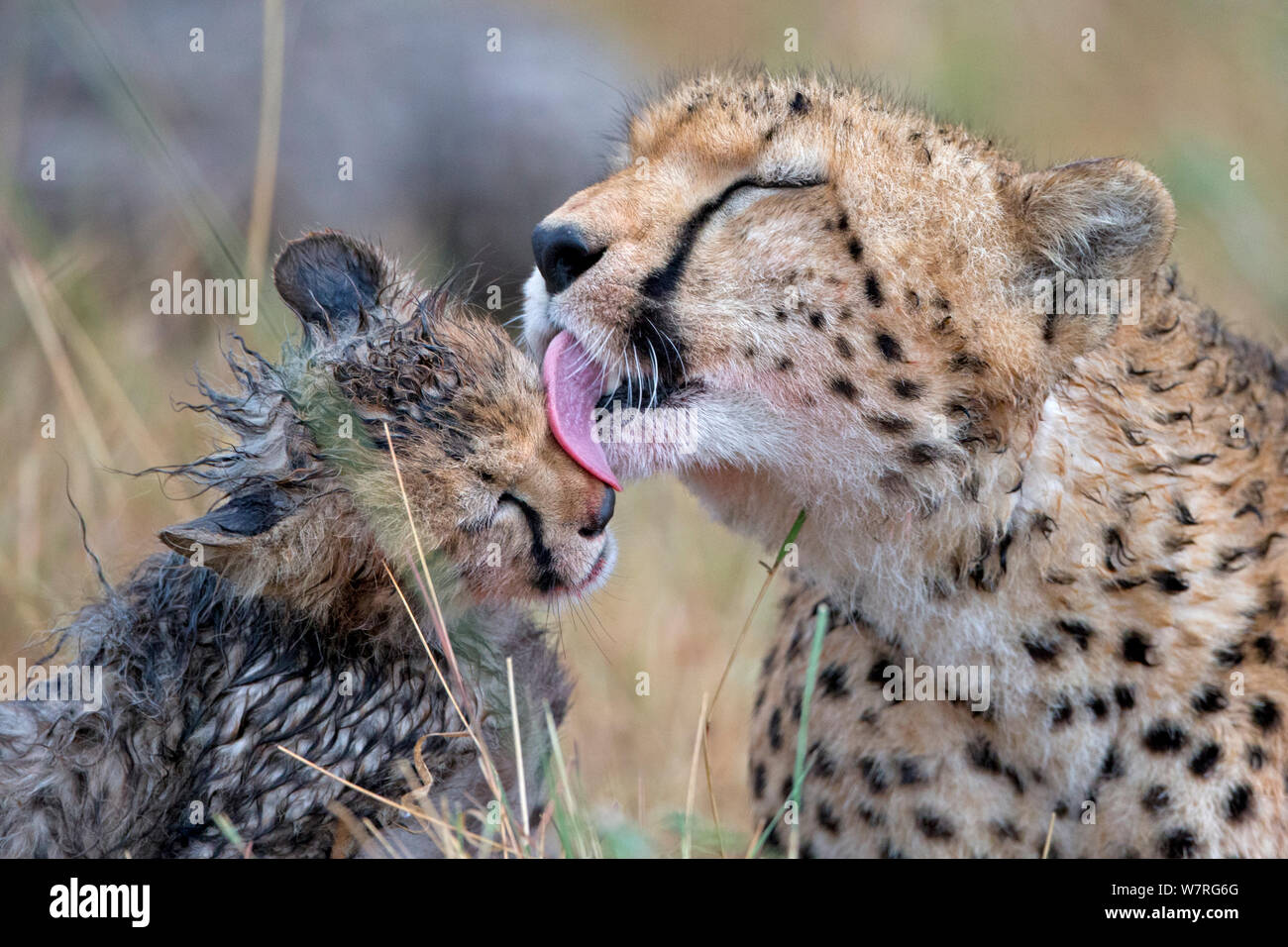Cheetah (Acinonyx jubatus) mother and cub grooming each other, Maasai ...