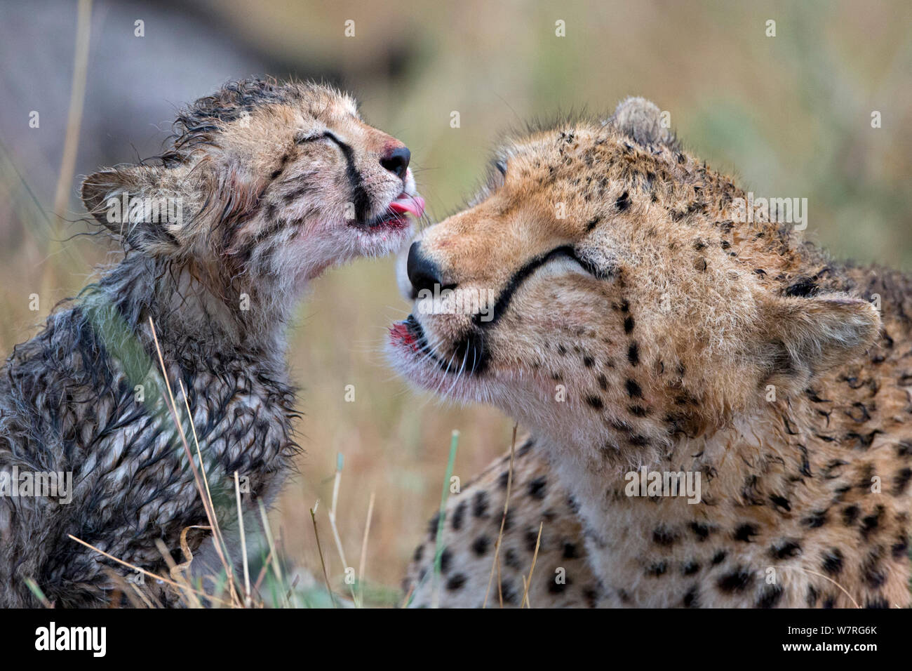 Cheetah cub grooming mother acinonyx hi-res stock photography and ...