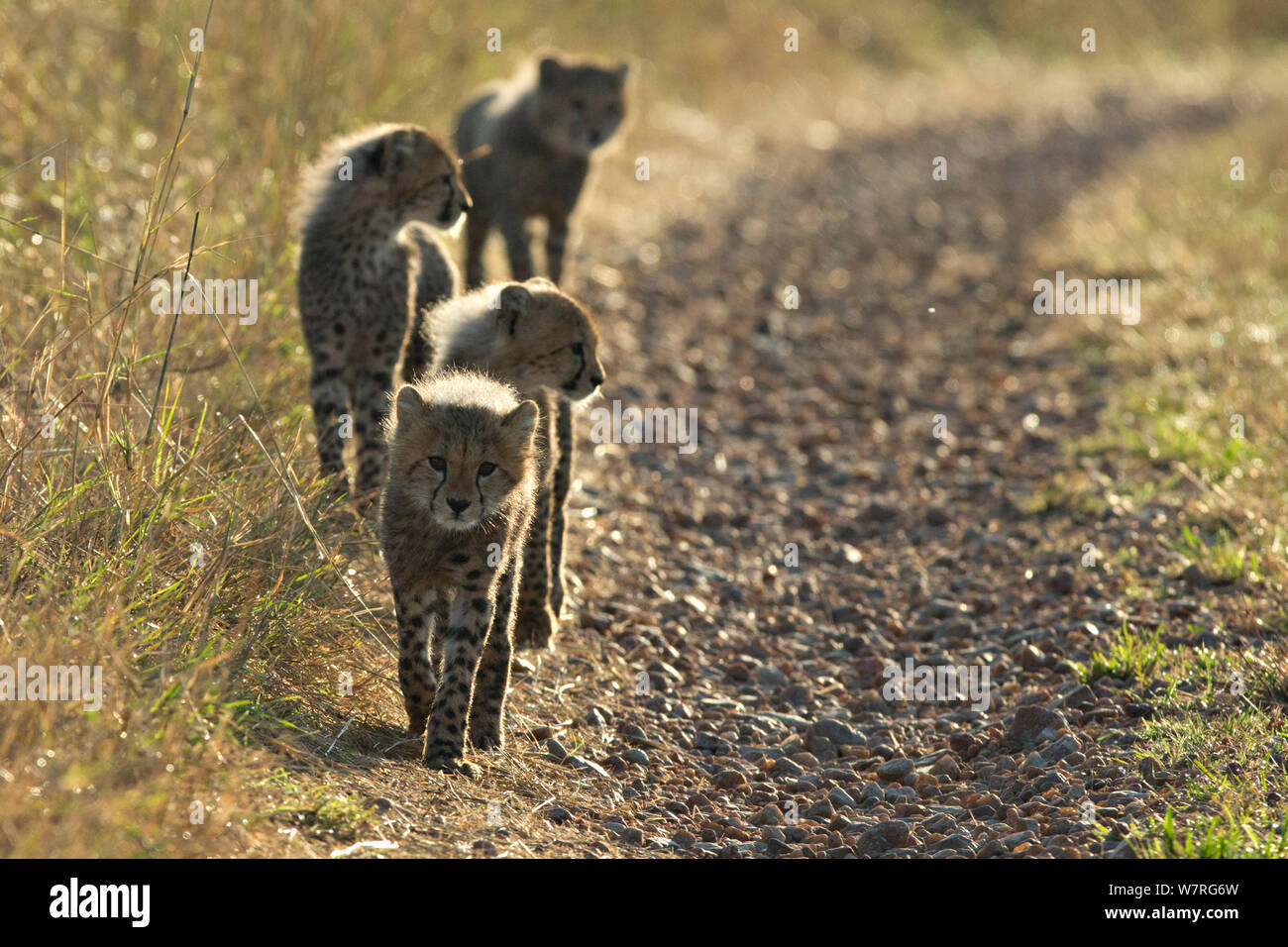 Animal paths hi-res stock photography and images - Alamy