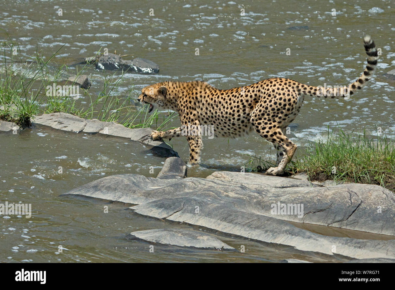 Cheetah (Acinonyx jubatus) female 'Malaika' crossing river Maasai Mara ...