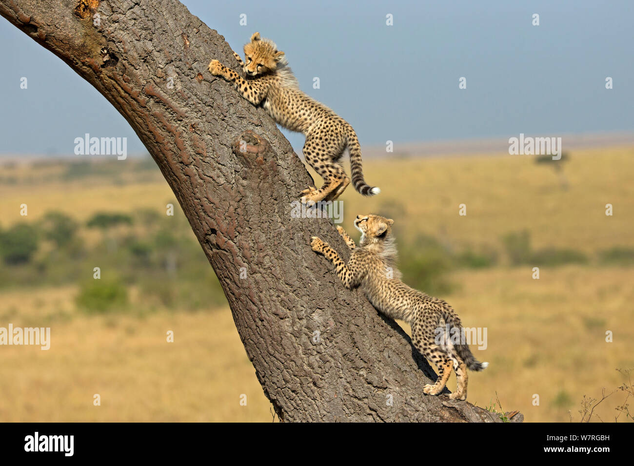 Cheetah (Acinonyx jubatus) cubs climbing tree, Maasai Mara, Kenya ...