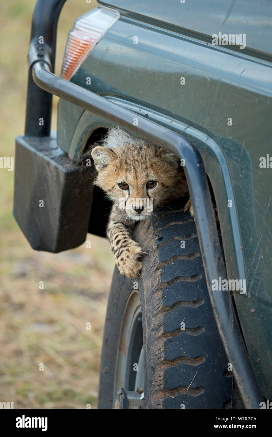 Cheetah (Acinonyx jubatus) cub playing on tyre, Maasai Mara, Kenya ...