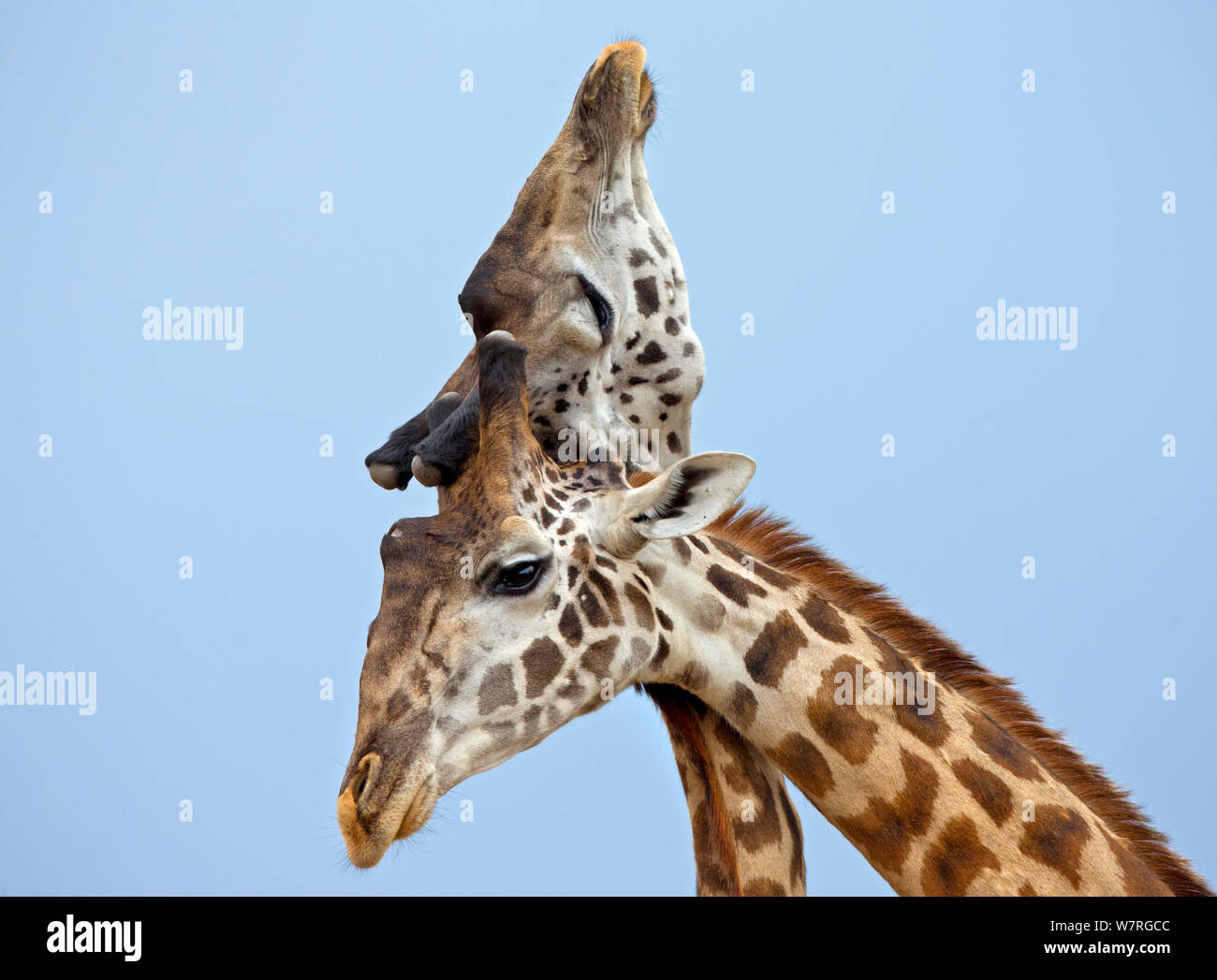 Giraffids hi-res stock photography and images - Alamy