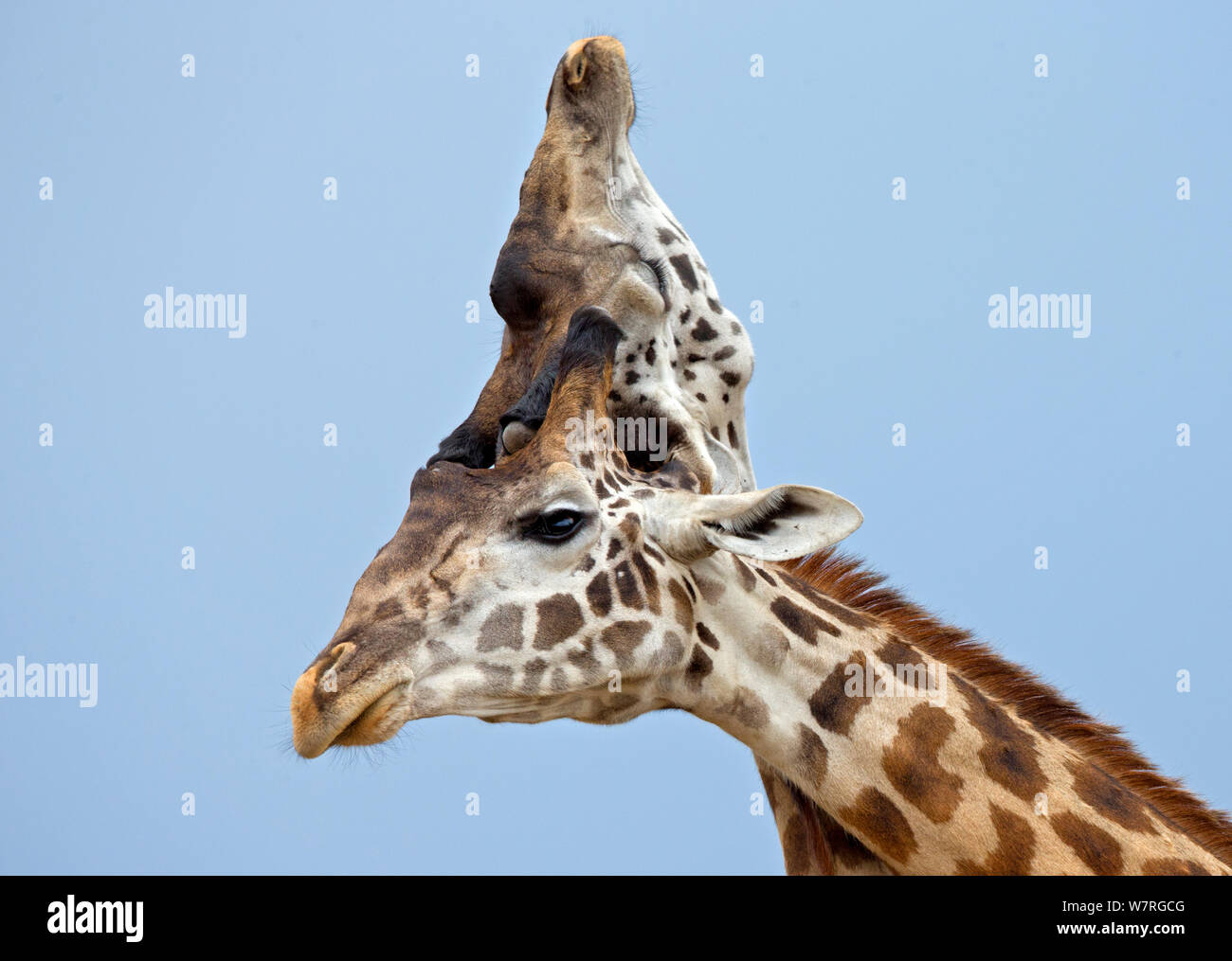 Giraffe reproduction animal hi-res stock photography and images - Alamy
