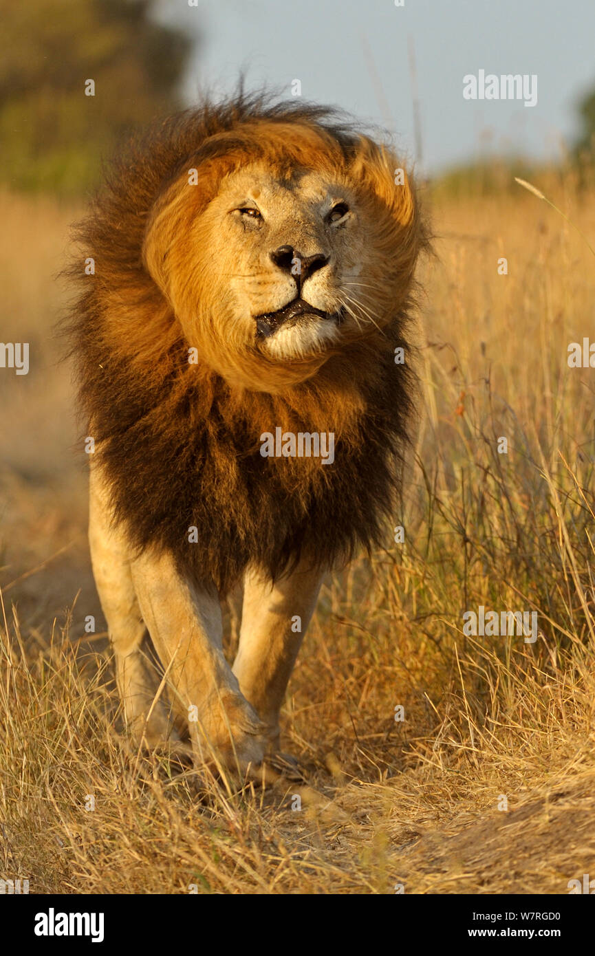 Notch animal hi-res stock photography and images - Alamy