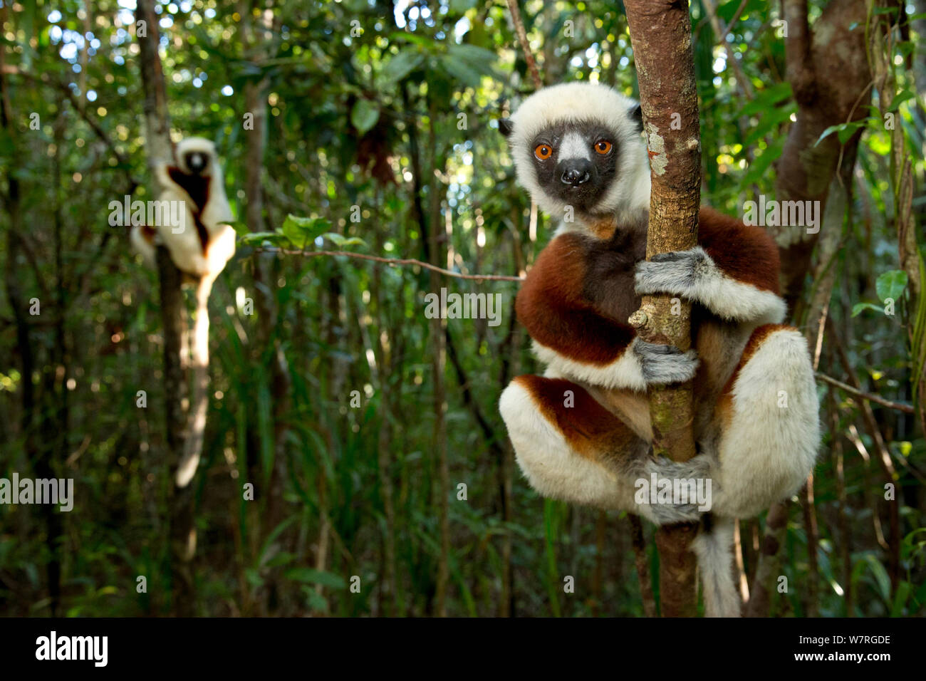 Coquerel's Sifakas (Propithecus coquereli) in coastal rainforest ...
