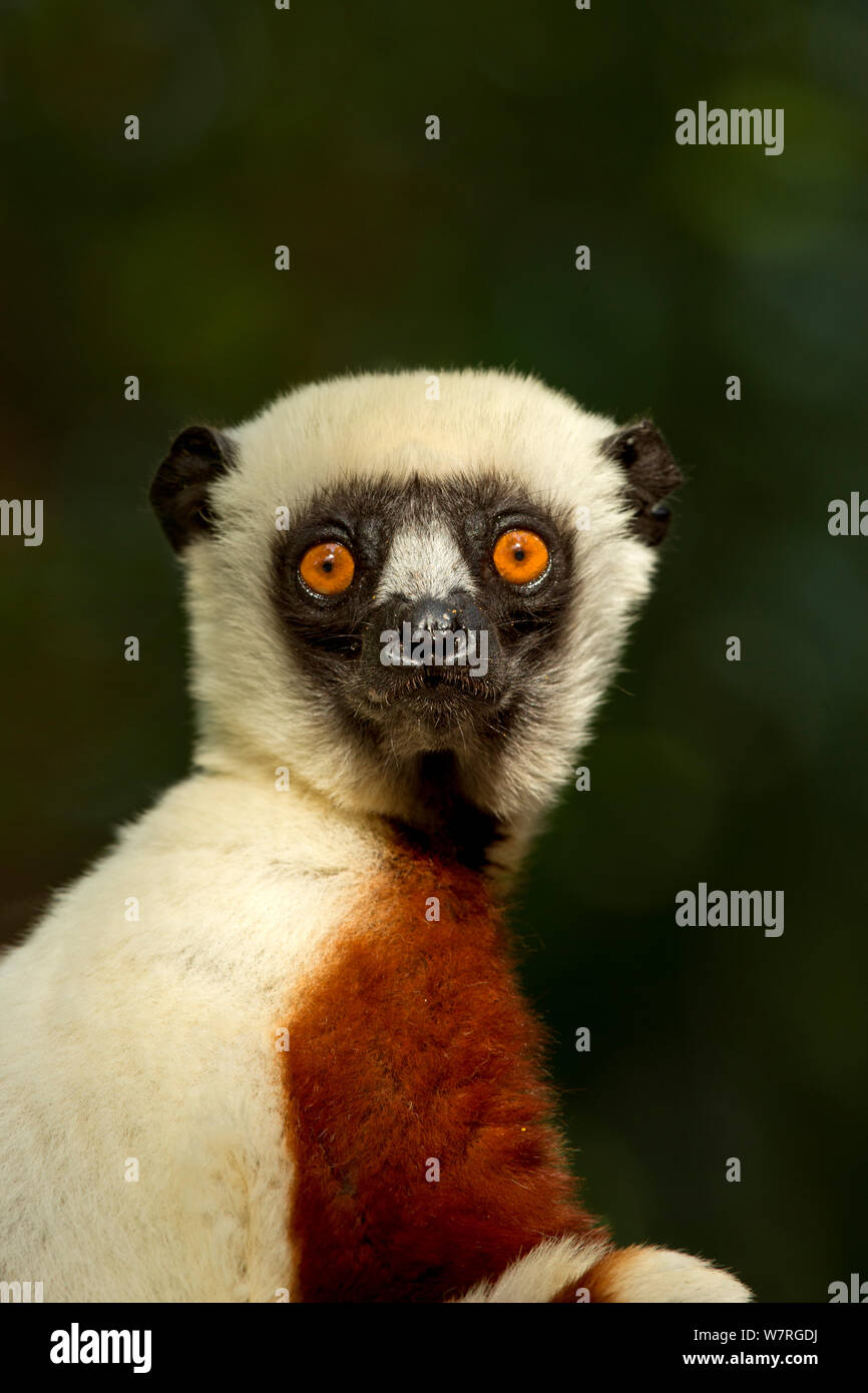 Coquerel's Sifaka (Propithecus coquereli) portrait, Palmarium Reserve ...