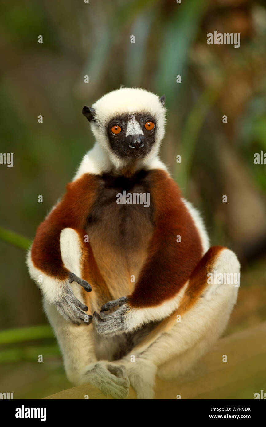Coquerel's Sifaka (Propithecus coquereli) portrait, Palmarium Reserve ...