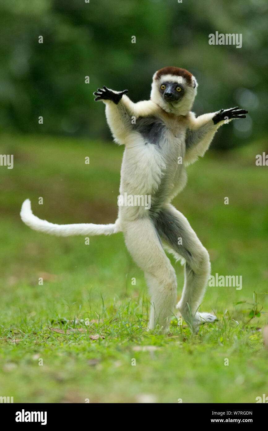 Verreaux Sifaka (Propithecus verreauxi) jumping ('dancing') across ...