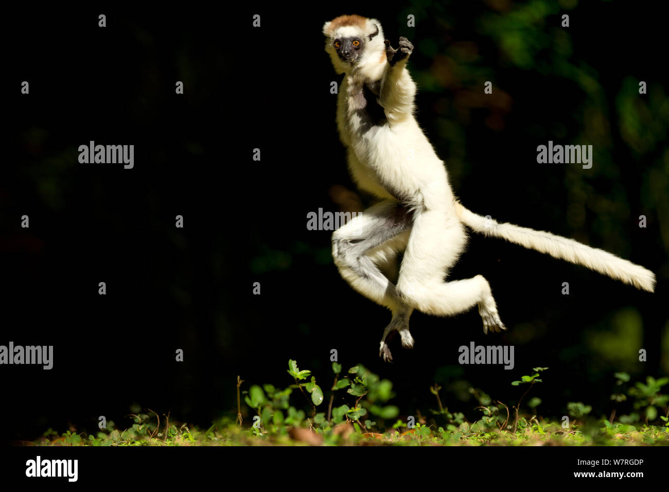Verreaux Sifaka (Propithecus verreauxi) jumping ('dancing') across ...