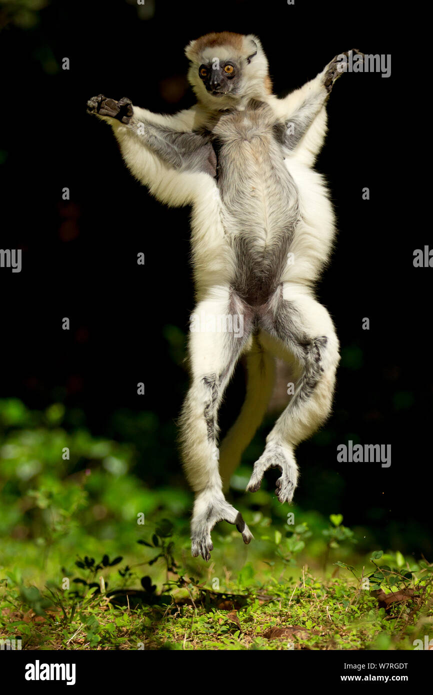 Verreaux Sifaka (Propithecus verreauxi) jumping ('dancing') across ...