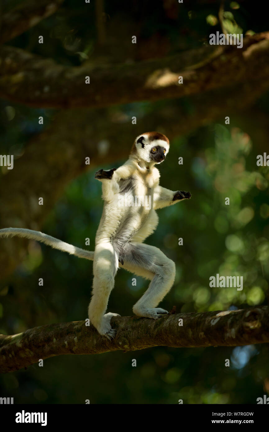 Propithecus verreauxoides hi-res stock photography and images - Alamy