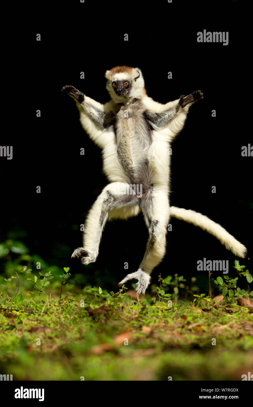 Verreaux Sifaka (Propithecus verreauxi) jumping ('dancing') across ...