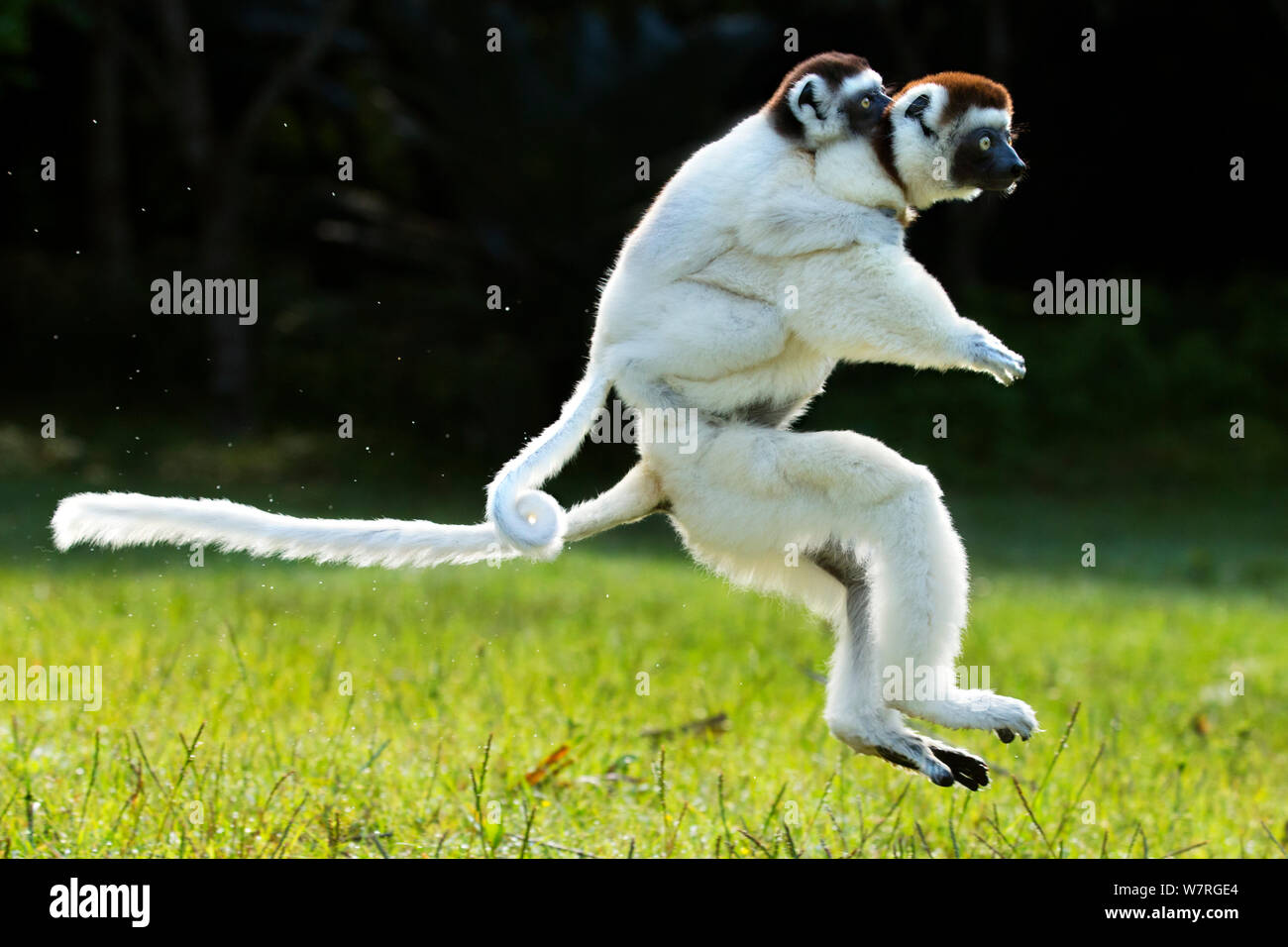 Verreaux Sifaka (Propithecus verreauxi) jumping across ground with baby ...