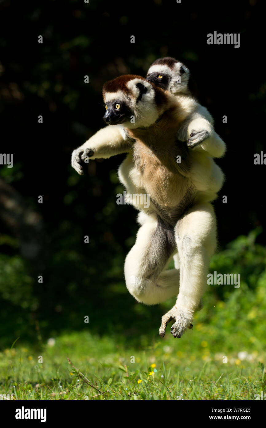 Propithecus verreauxoides hi-res stock photography and images - Alamy