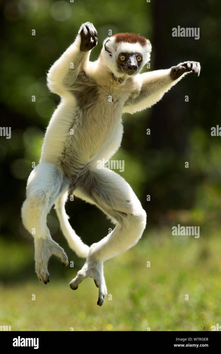 Verreaux Sifaka (Propithecus verreauxi) jumping ('dancing') across ...