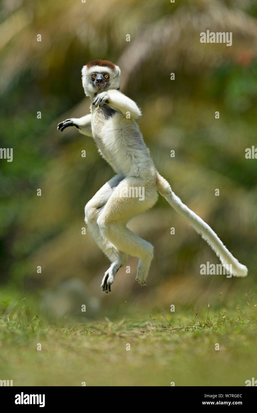 Verreaux Sifaka (Propithecus verreauxi) jumping ('dancing') across ...