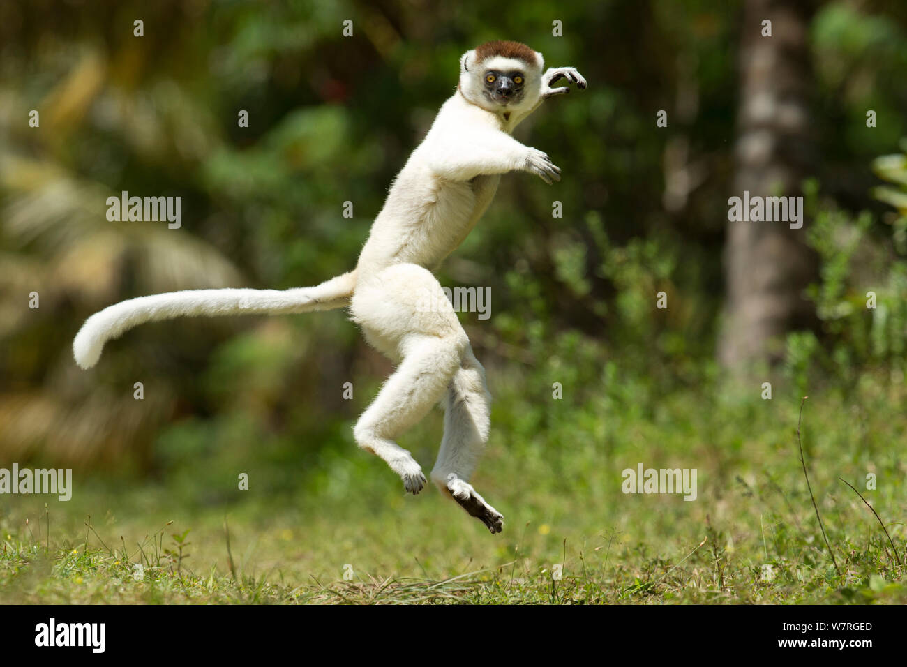 Verreaux Sifaka (Propithecus verreauxi) jumping ('dancing') across ...