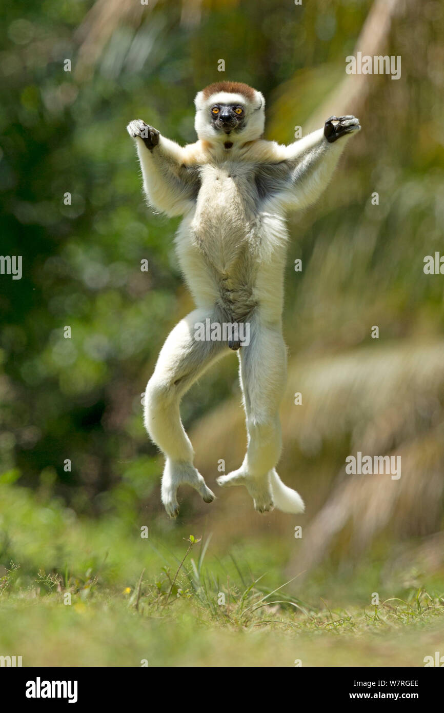 Propithecus verreauxoides hi-res stock photography and images - Alamy