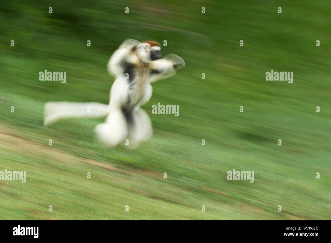 Verreaux Sifaka (Propithecus verreauxi) jumping ('dancing') across ...